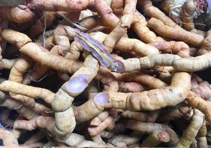 Địa chỉ bán ba kích tím Quảng Ninh tại khu vực Hà Nội